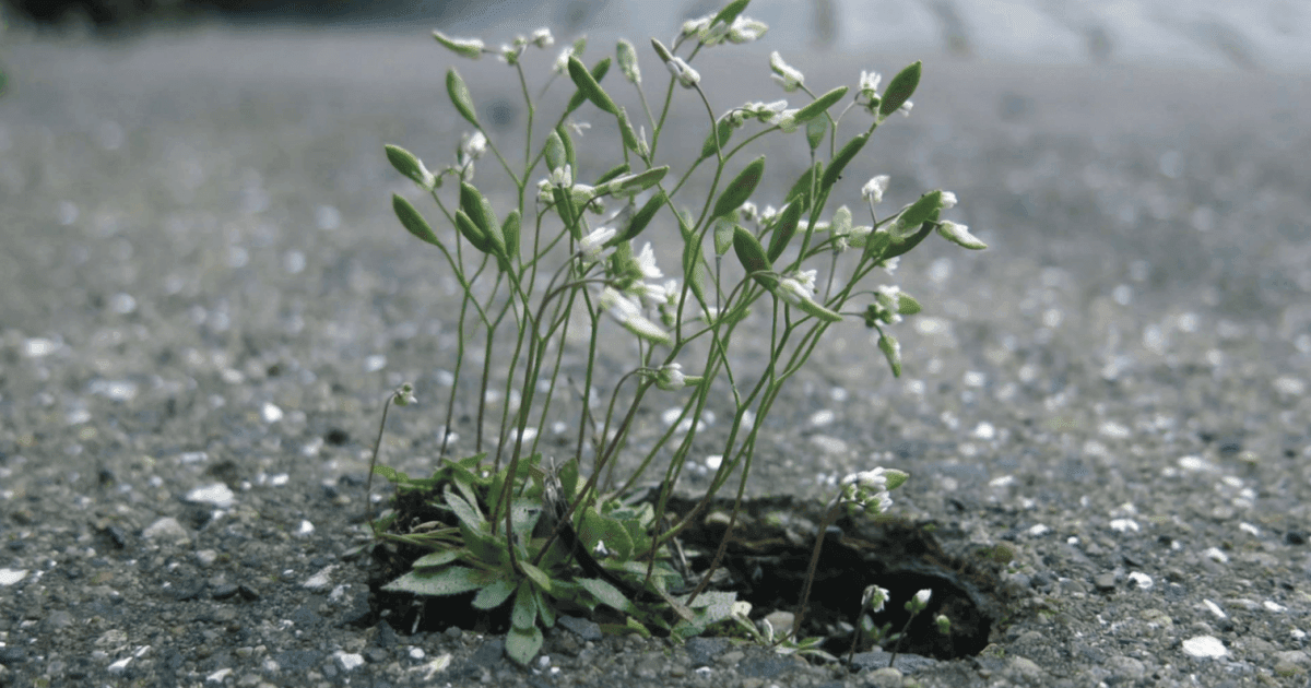 Nature-Inclusive Design in the City