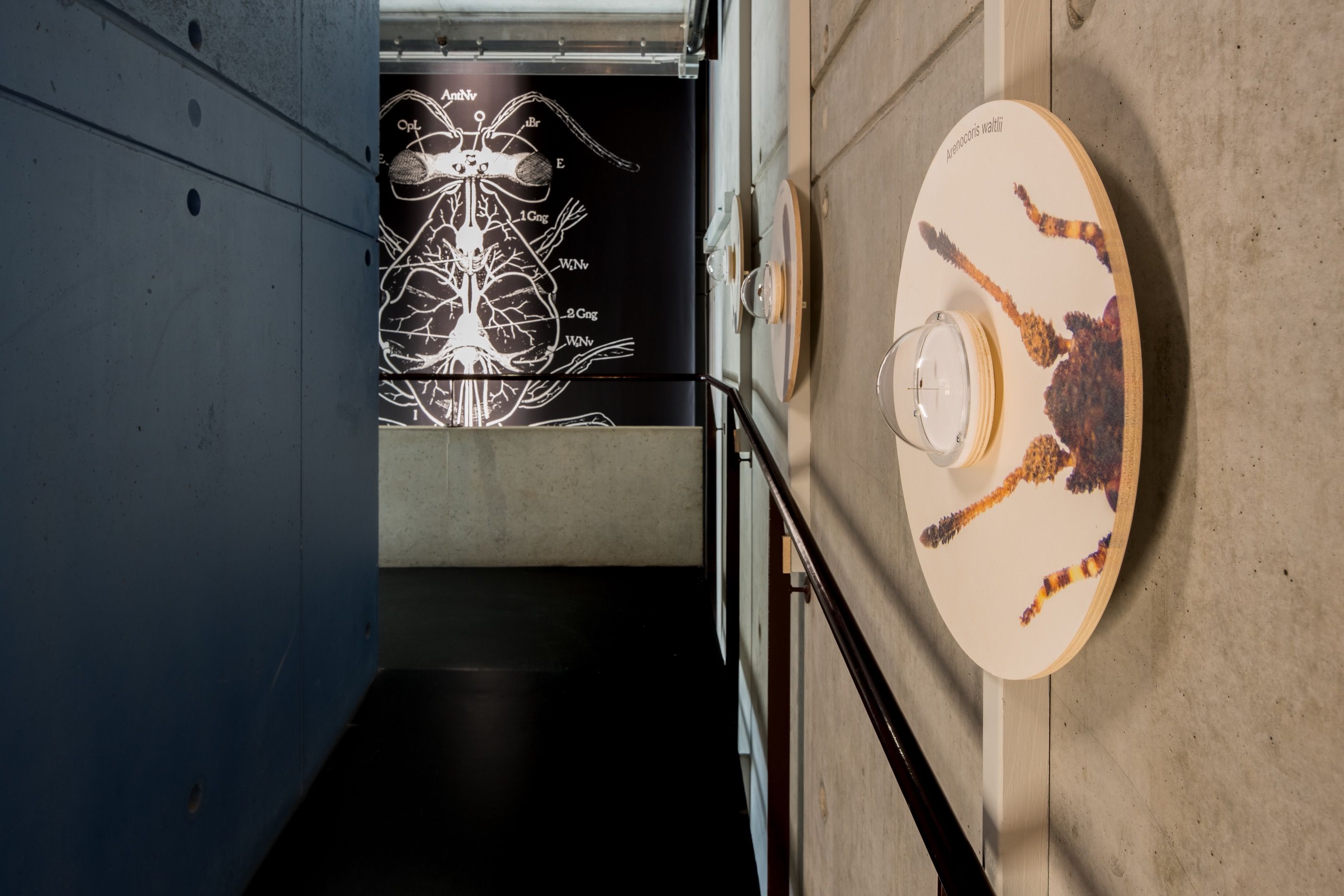 The Human Insect: Antenna Architectures 1887-2017