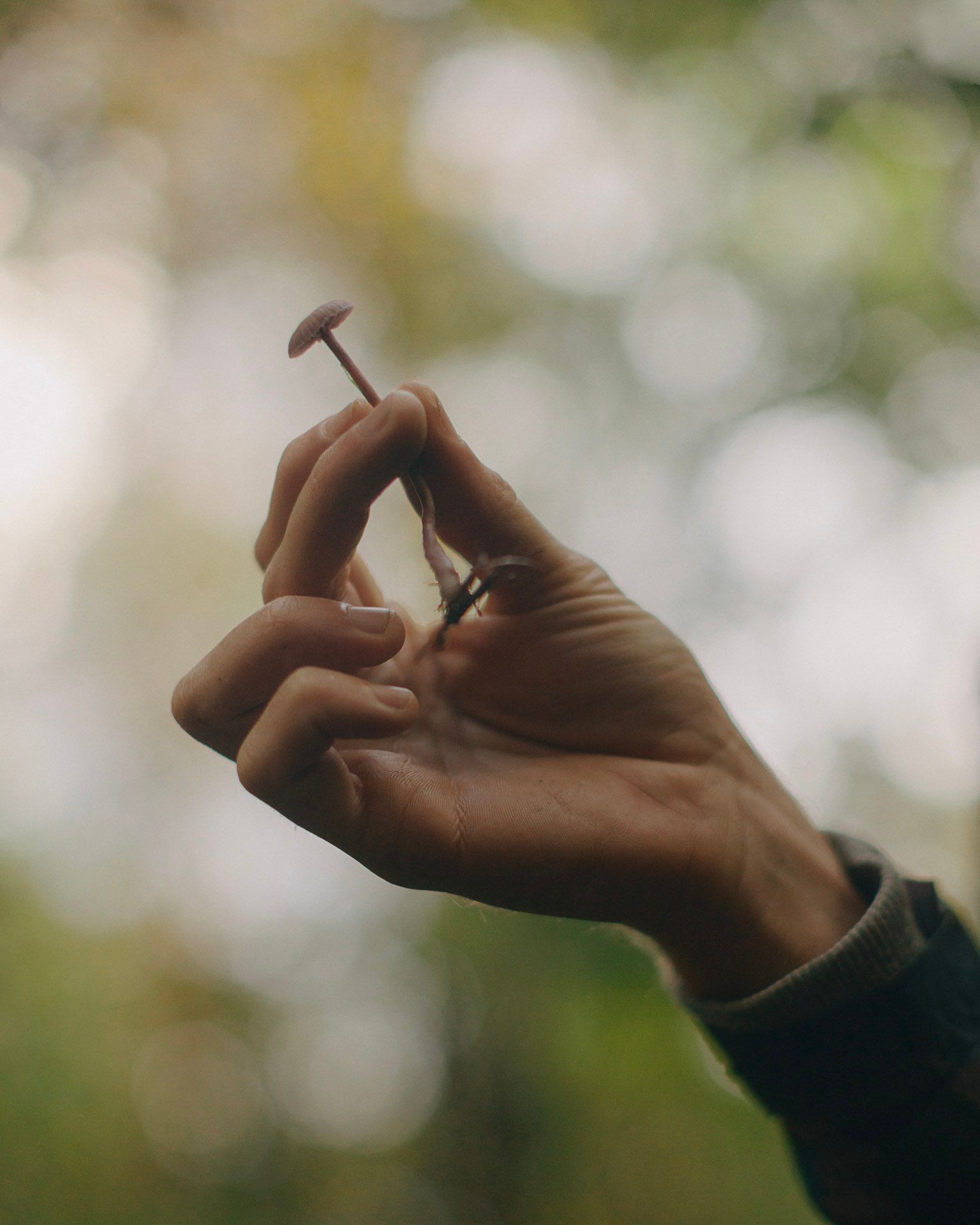 Fungi Tools