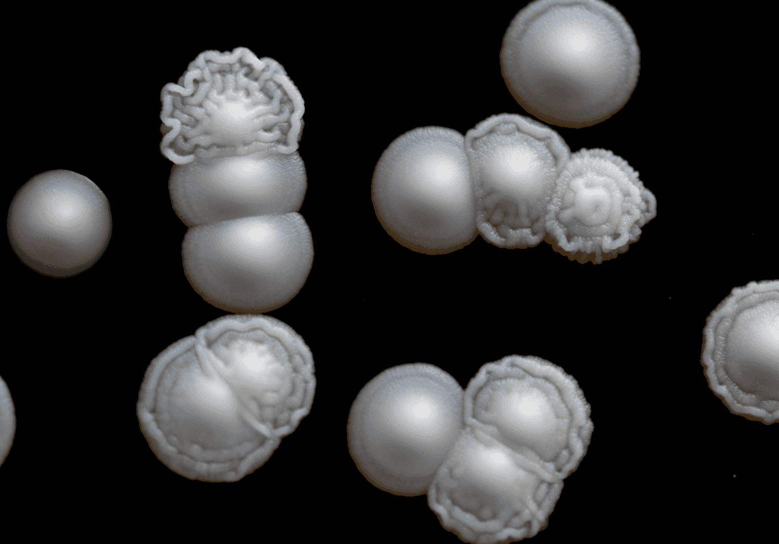 Rob Dunn – Human Civilization Does Not Exist | Nieuwe Instituut