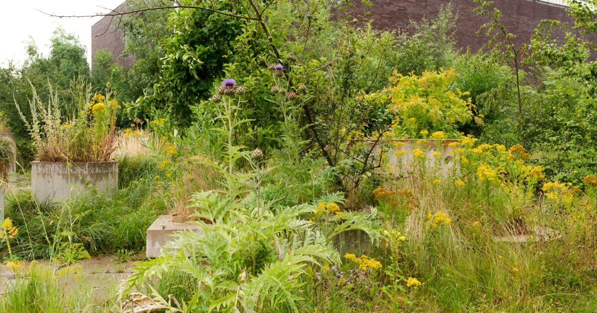 Hangout #1: Maher Al Sabbagh